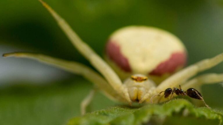 "The Ultimate List of Spider Names: From Fluffy to Fearsome"