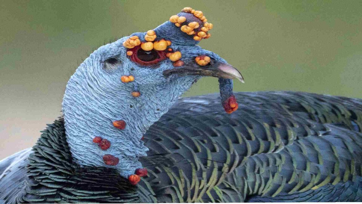 Top 100+ turkey names Idea For Your Amazing Bird