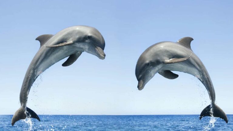 100+ Best Dolphin Names For Marine Mammals