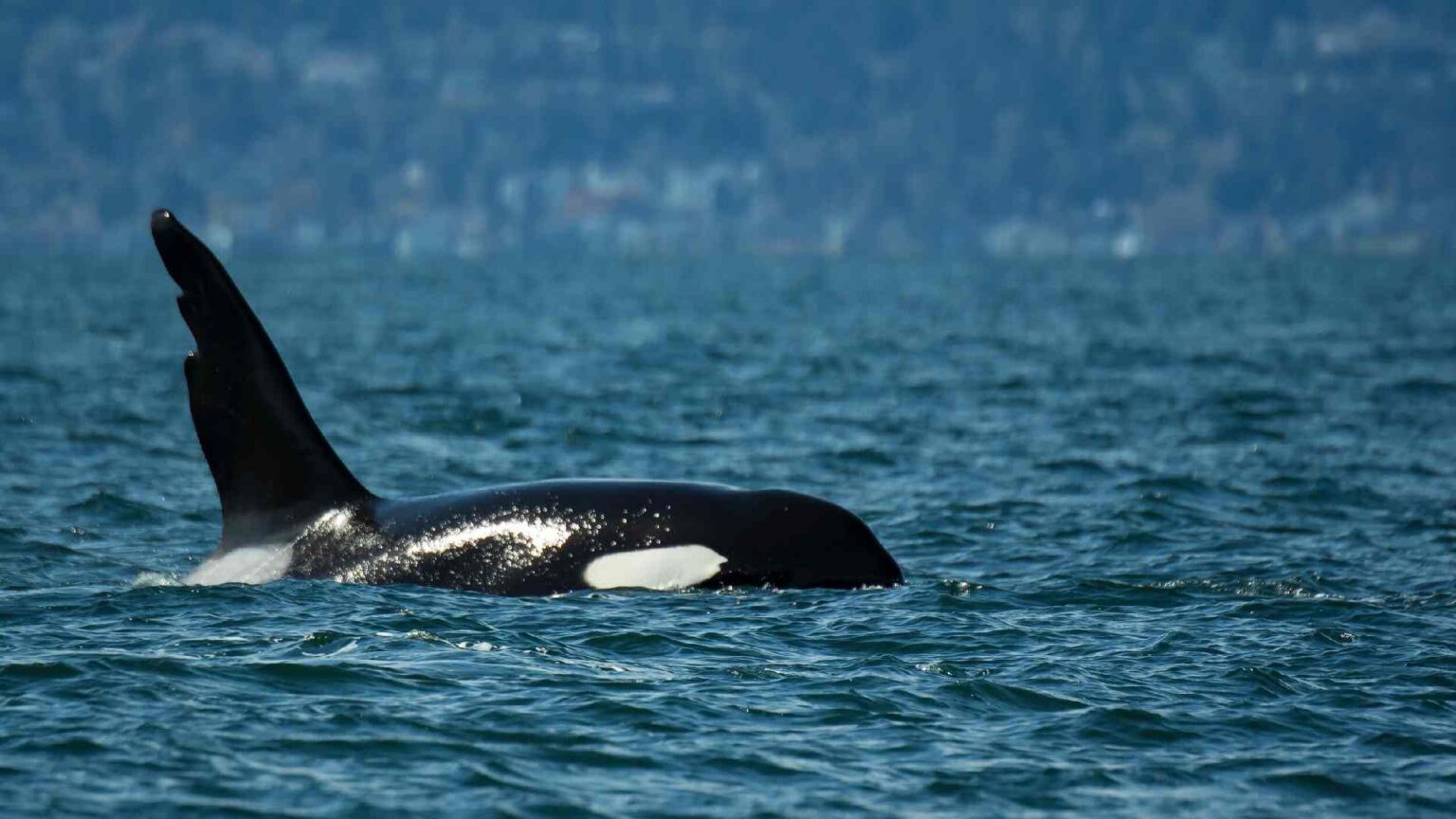 100+ Whale Names That Are Perfect for Your Marine Friend