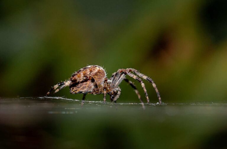 "The Ultimate List of Spider Names: From Fluffy to Fearsome"