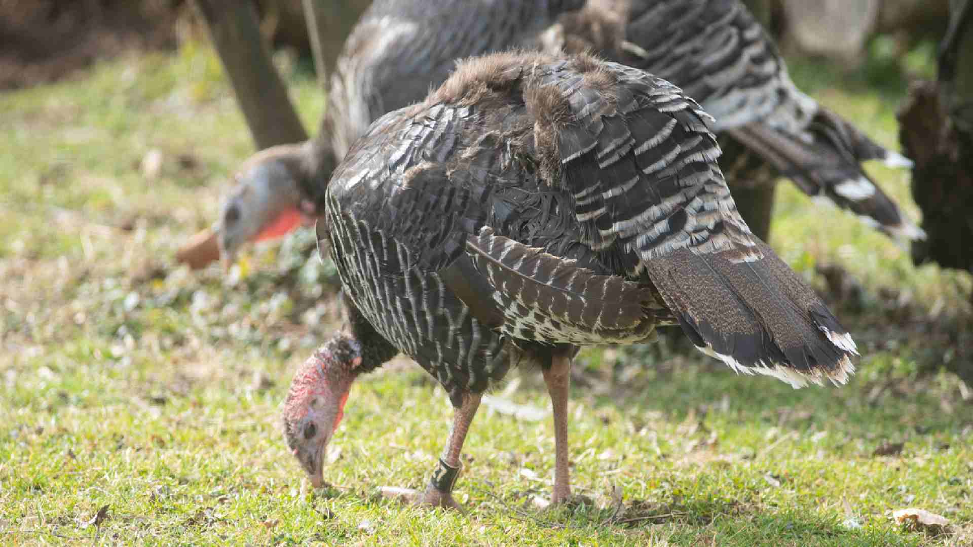 Top 100+ turkey names Idea For Your Amazing Bird