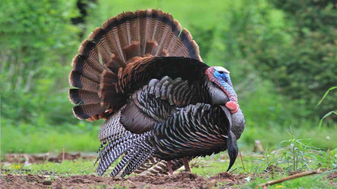 Top 100+ turkey names Idea For Your Amazing Bird