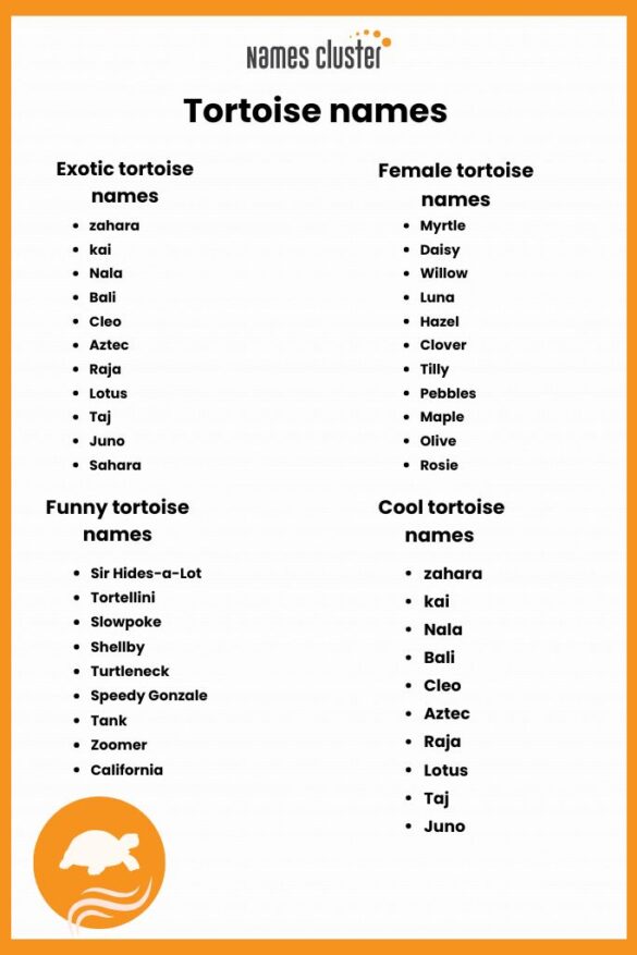 Tortoise Names: Cute And Unique Ideas For Your Shell