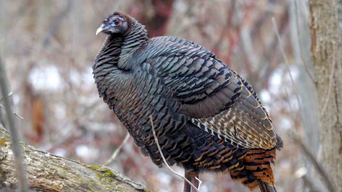 Top 100+ turkey names Idea For Your Amazing Bird
