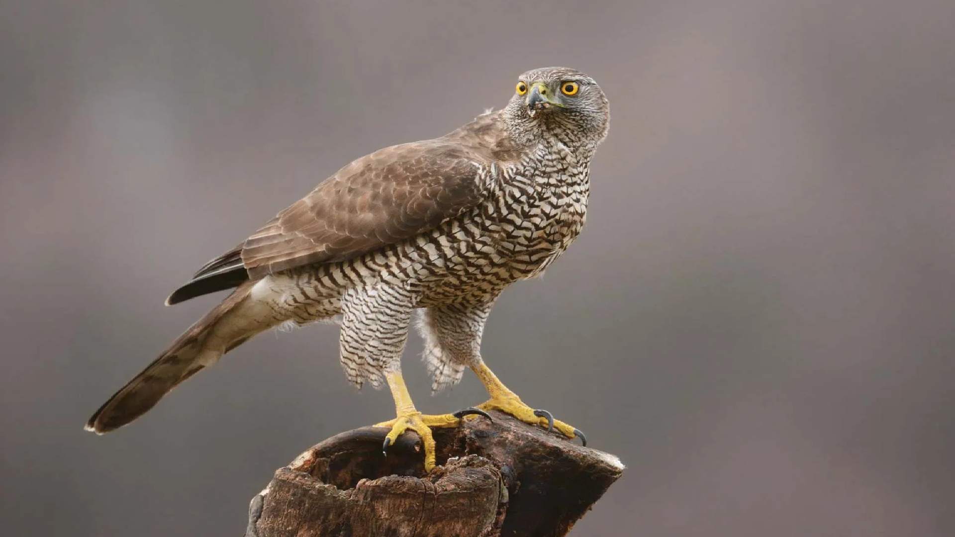 70+ Hawk Names That Are Perfect for Your Amazing Bird