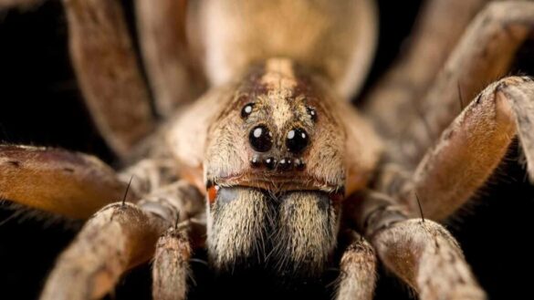 "The Ultimate List of Spider Names: From Fluffy to Fearsome"