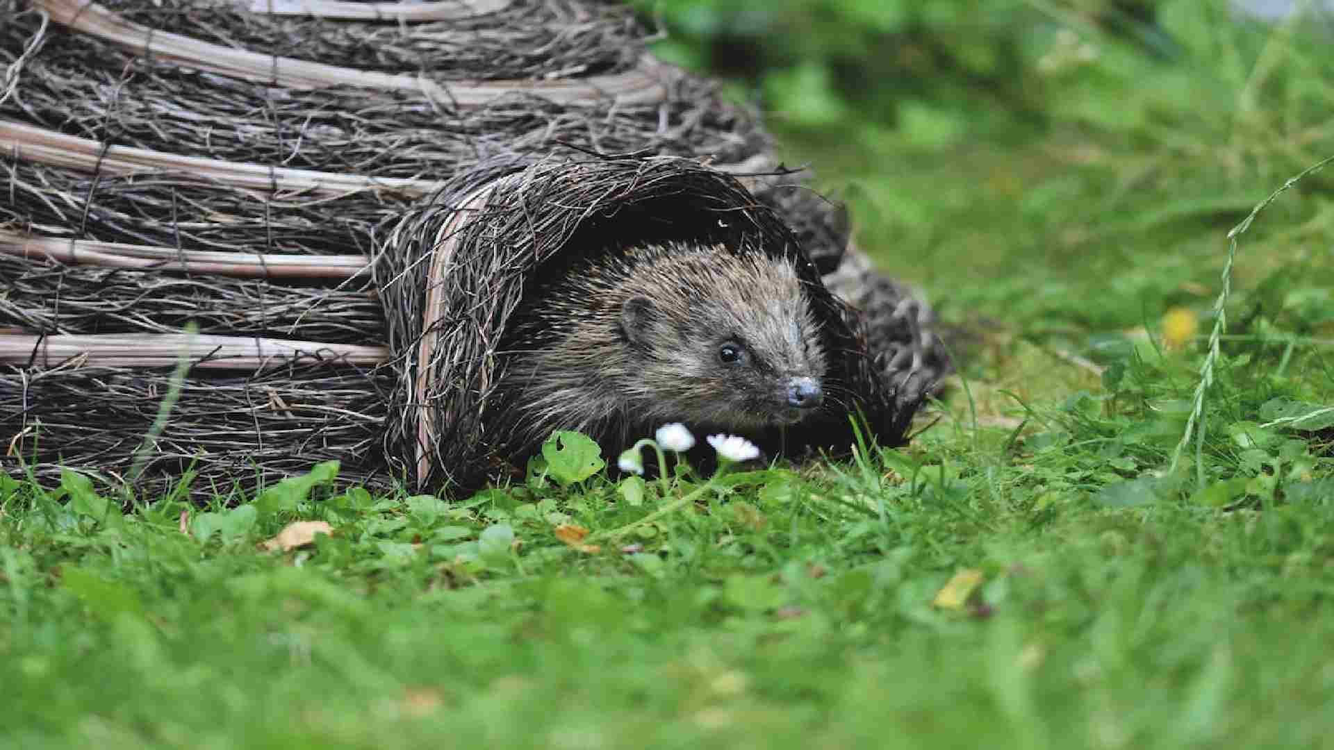100+ Hedgehog Names For Your Spikey Friend