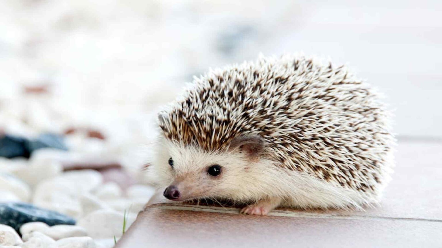 100+ Hedgehog Names For Your Spikey Friend