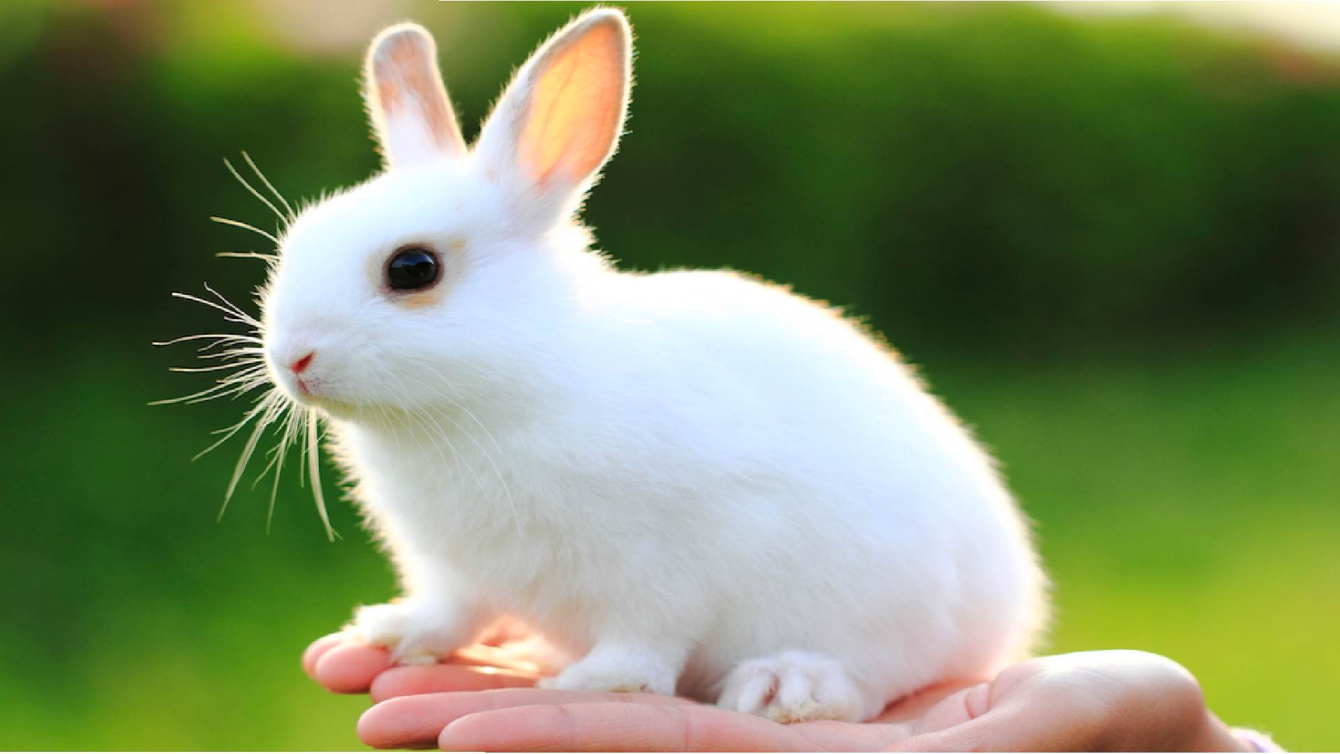 Rabbit Names: Pick the Best One for Your Cute Friend