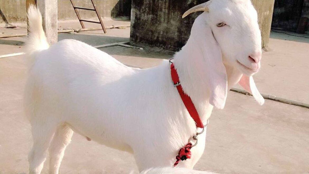 Explore 300 Goat Names: From Funny to Famous
