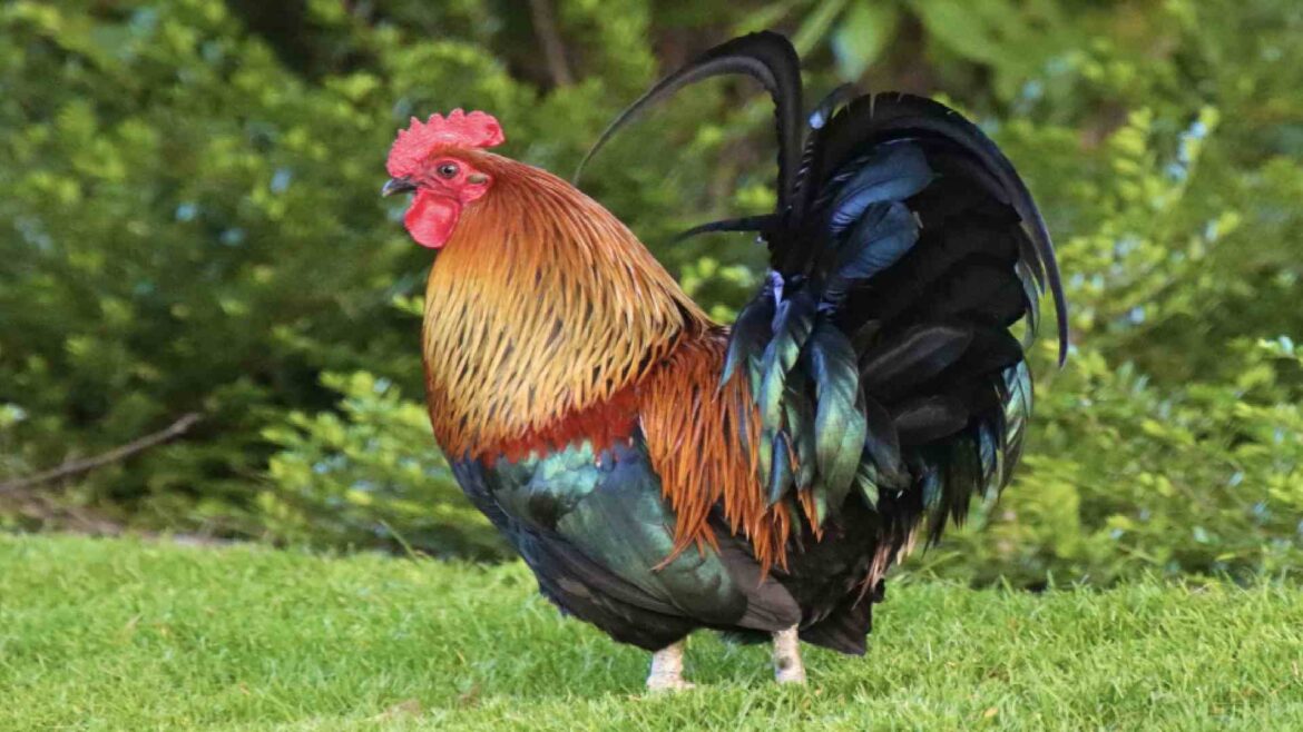 The Best List of 150+ Rooster Names From Funny to Famous