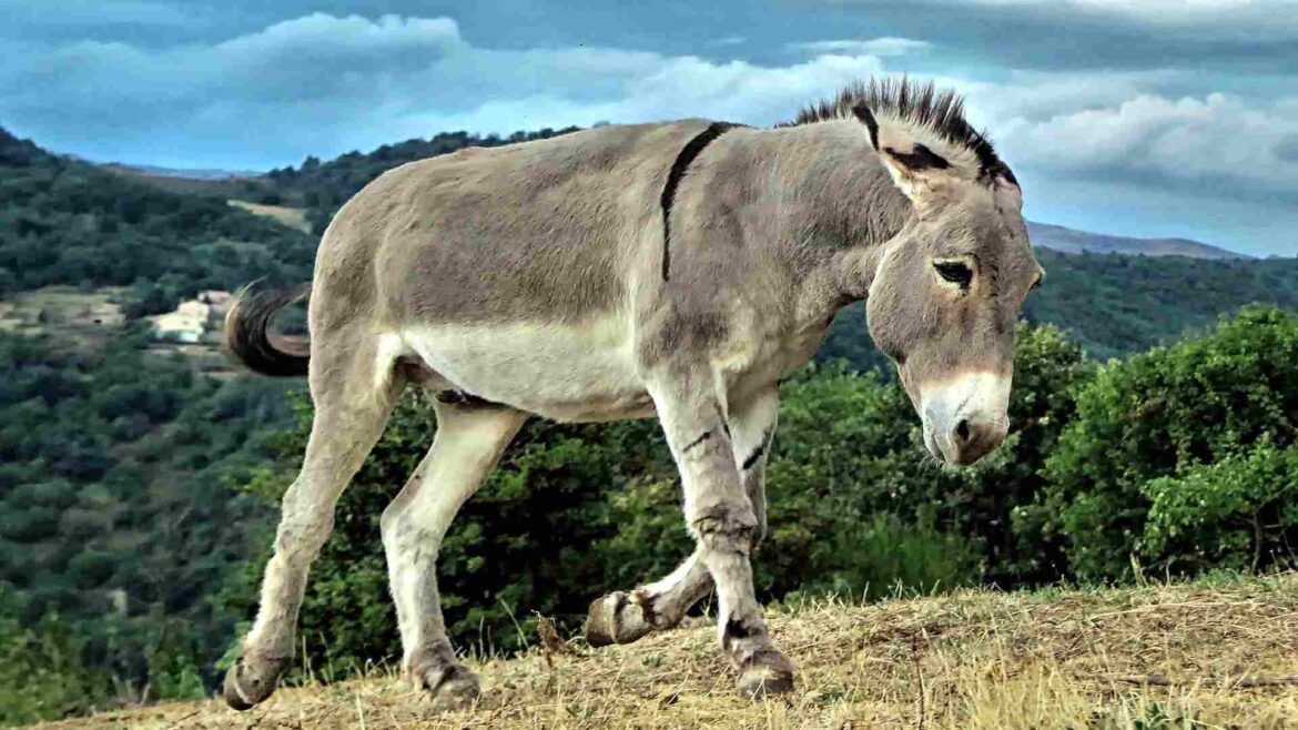 A Collection of Best Donkey Names for All Occasions