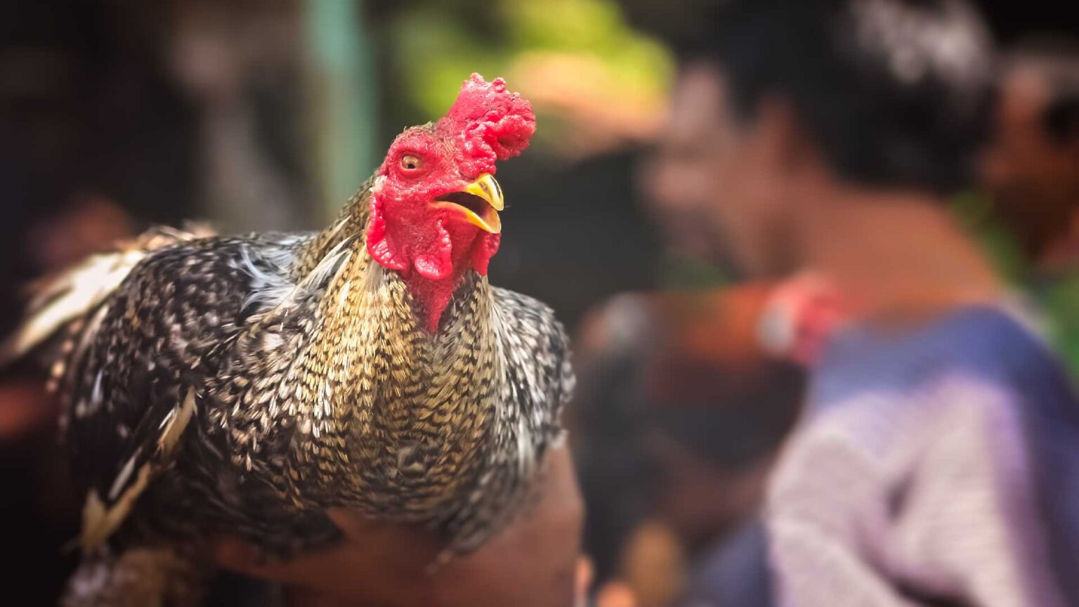The Best List of 150+ Rooster Names From Funny to Famous