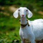 180+ Best Unique Cute and Mythical Hyena Names