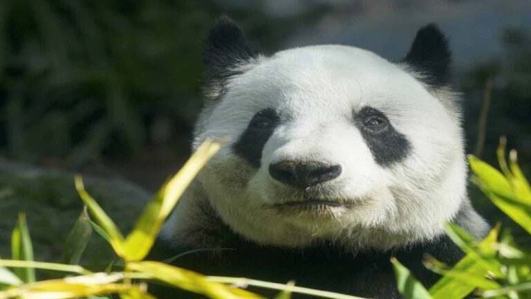 Panda Names: 145+ Ideas For Your Cute Friend
