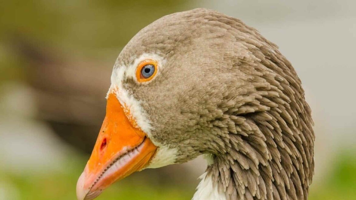 144+ Goose names that will these Creatures