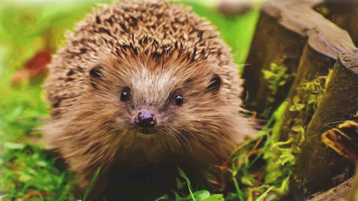 100+ Hedgehog Names For Your Spikey Friend