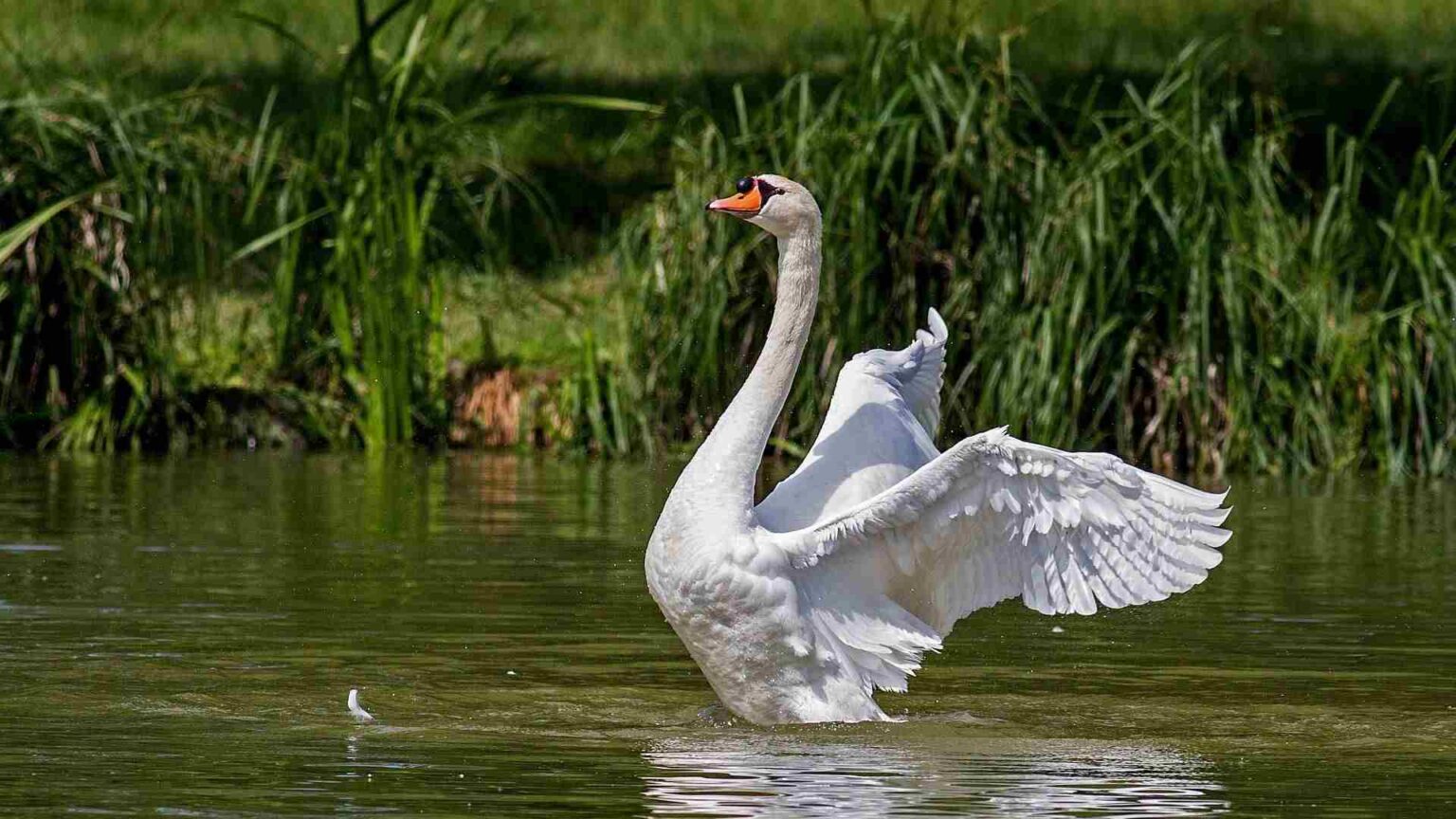 200+ Swan Names Ideas For Your Feathered Friend