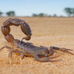 180+ Best Unique Cute and Mythical Hyena Names