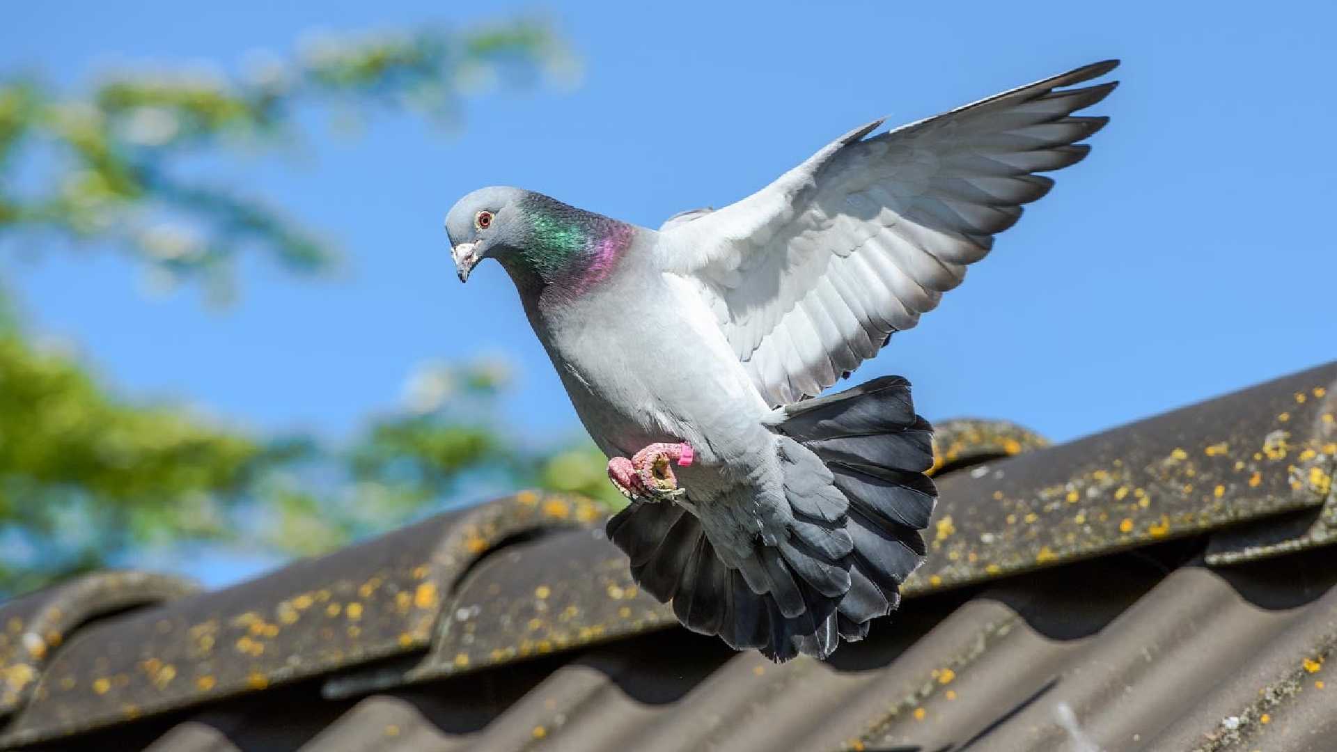 133+ Best And Popular Pigeon Names