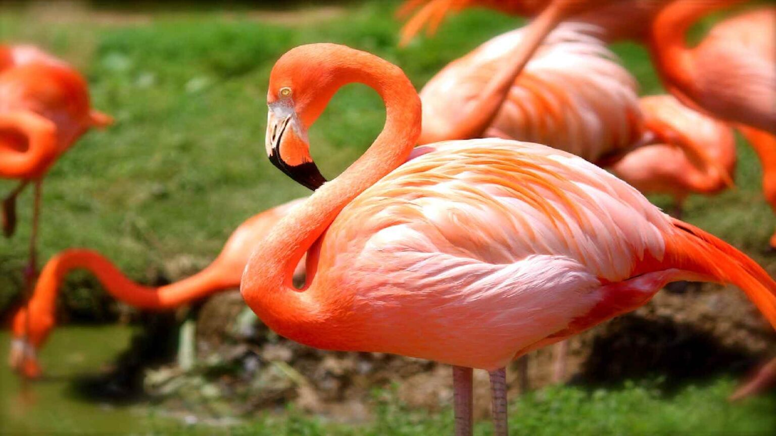 Flamingo Names: The Most Colorful and Unique Ones