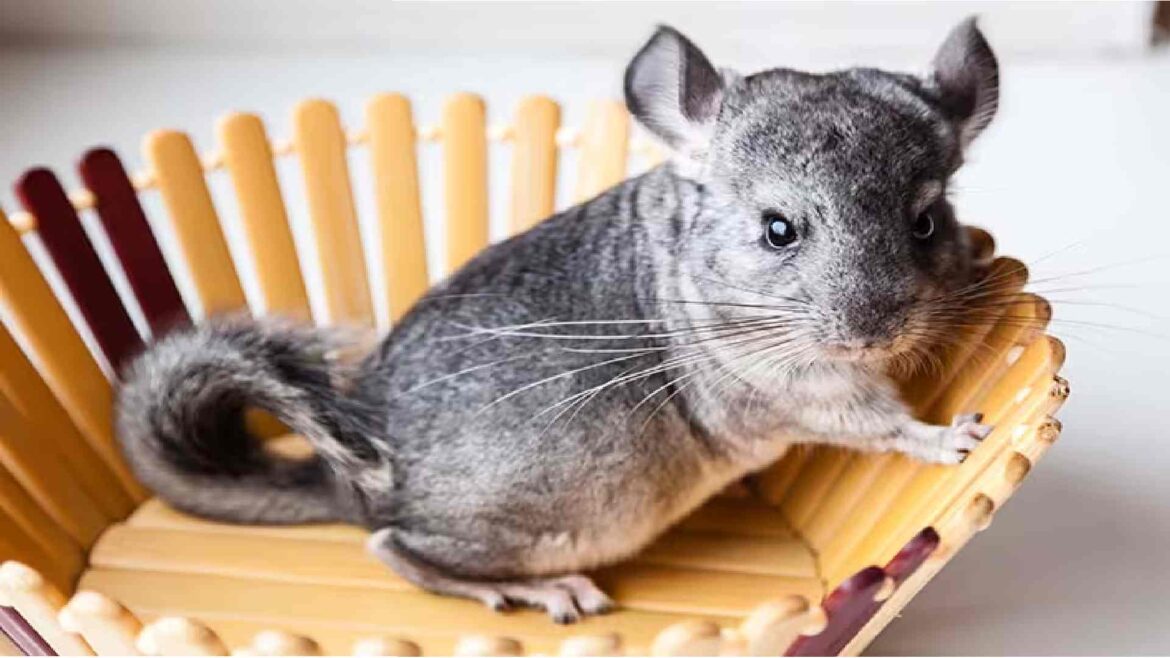 166+ Unique And Adorable Chinchilla Names