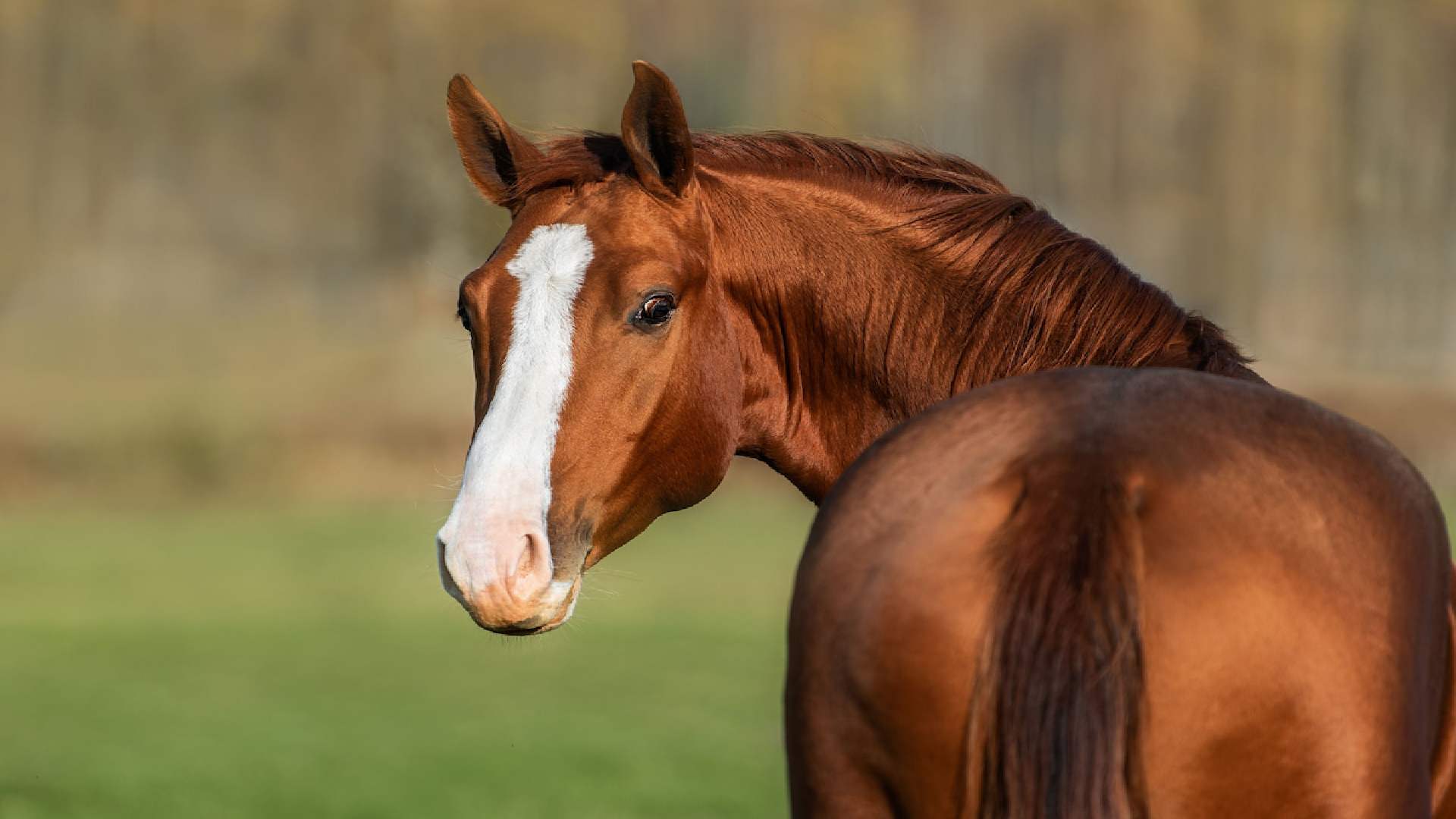 350+ Best And Creative Female Horse Names | Names Cluster