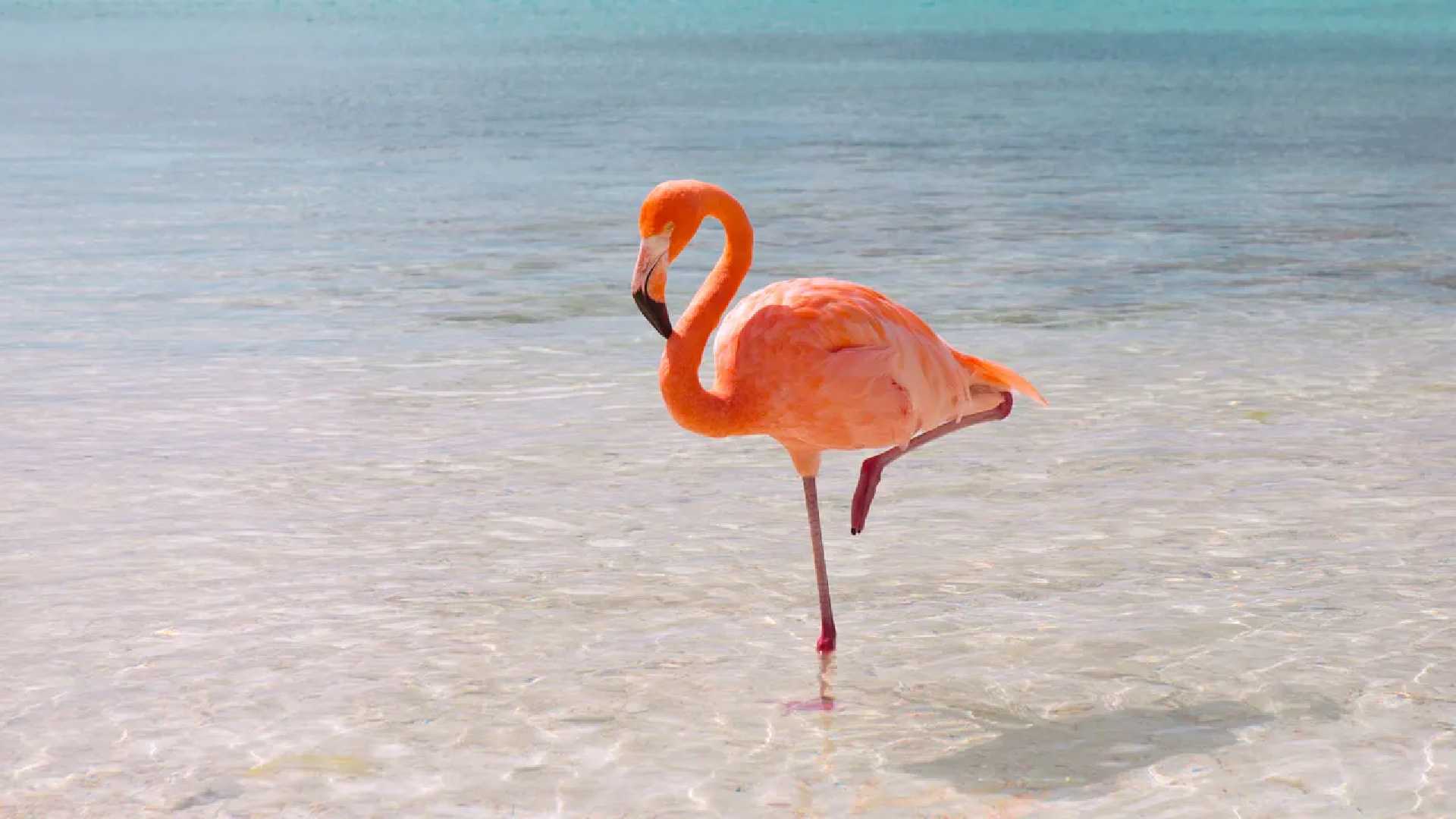 Flamingo Names: The Most Colorful and Unique Ones
