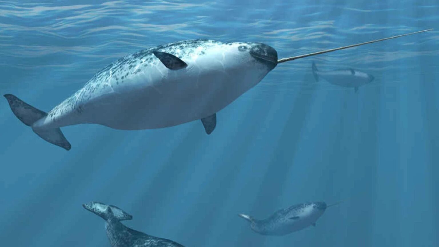 Mystical Narwhal Names: 250+ From Enchanted to Legendary
