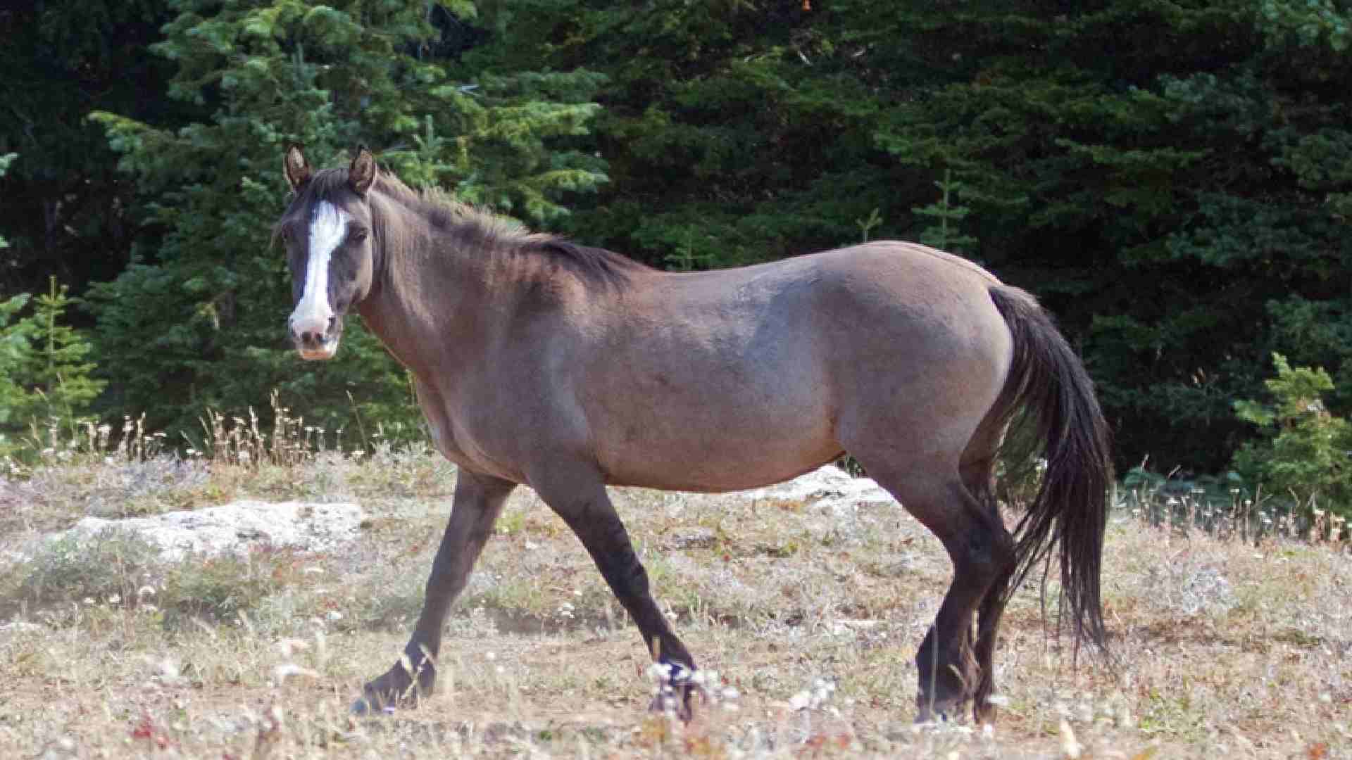 350+ Best And Creative Female Horse Names | Names Cluster