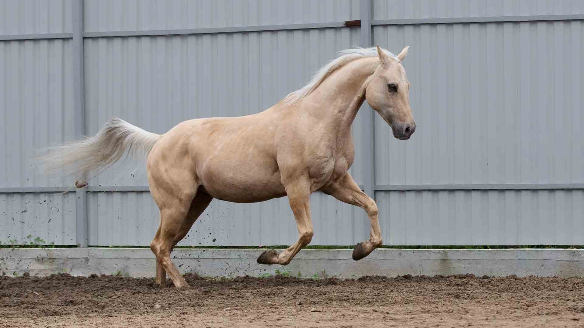 350+ Best And Creative Female Horse Names | Names Cluster