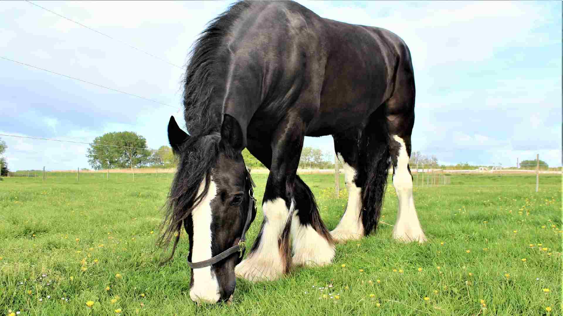 350+ Best And Creative Female Horse Names | Names Cluster