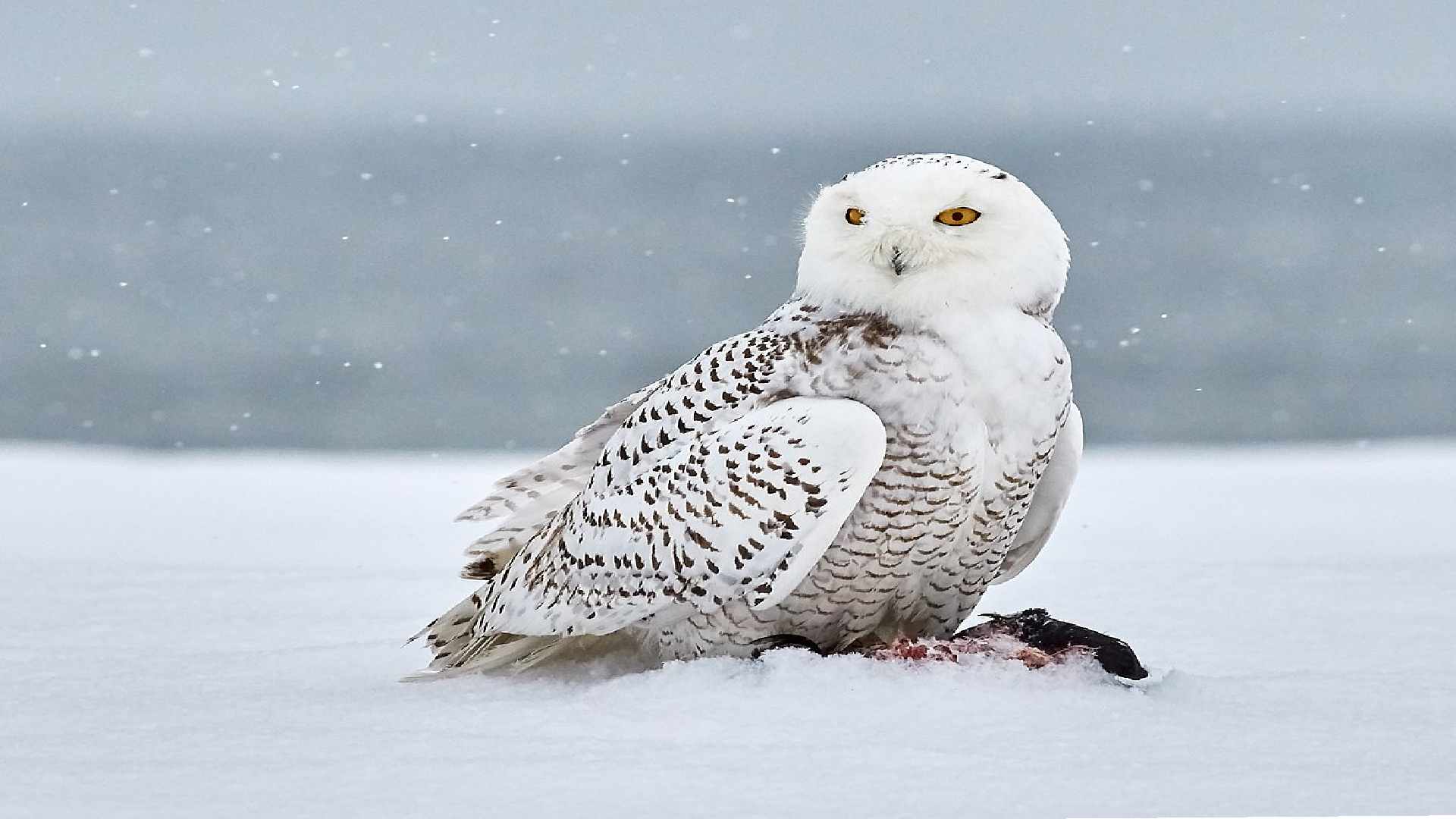 Owl Names: The Best, Cutest, and Funniest Ones