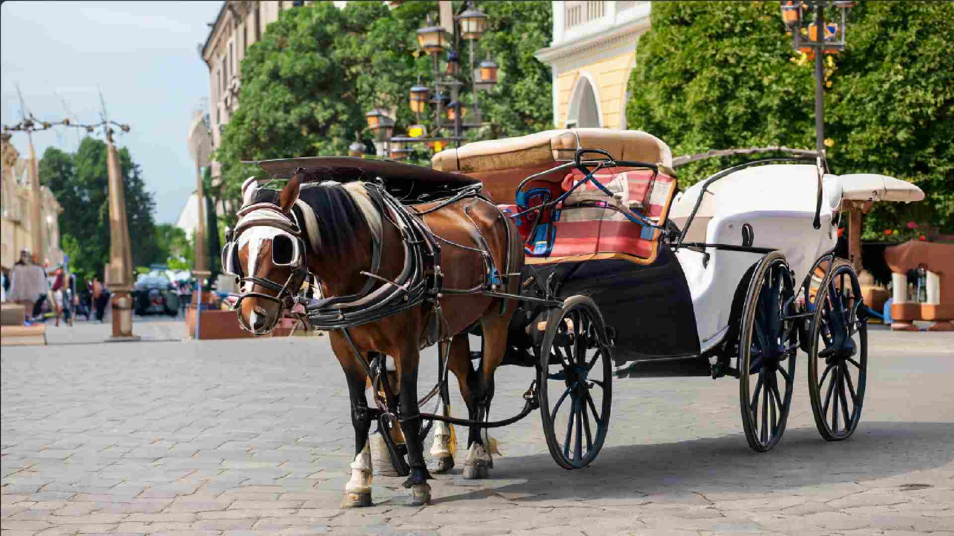 400+ Unique and Amazing Male Horse Names