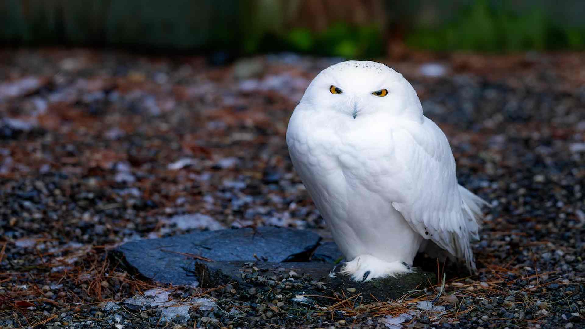 Owl Names: The Best, Cutest, and Funniest Ones