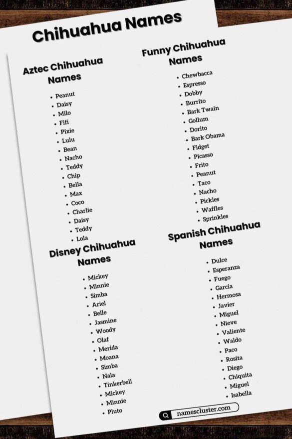 120+ Cool Unique Male and Female Chihuahua Names