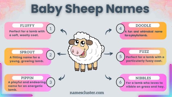 200+ Best Male Female Funny and Clever Sheep Names