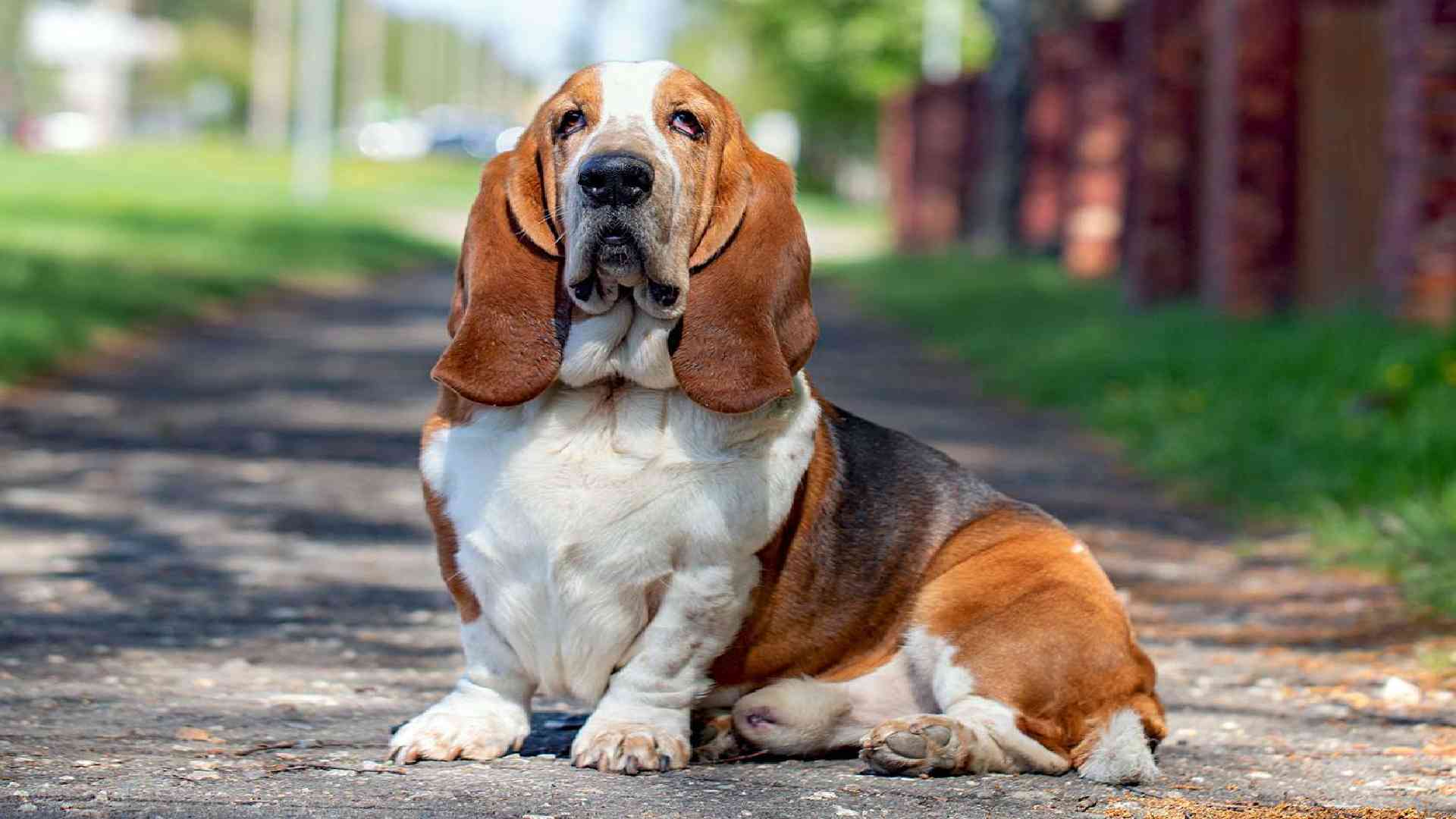 300 Unique And Creative Ideas For Basset Hound Names 300 Unique And Creative Ideas For Basset Hound Names