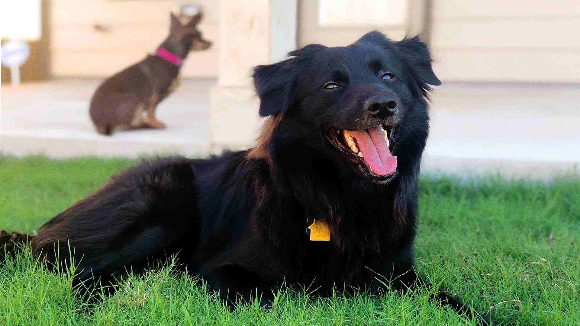 200+ Border Collie Names | Names Cluster