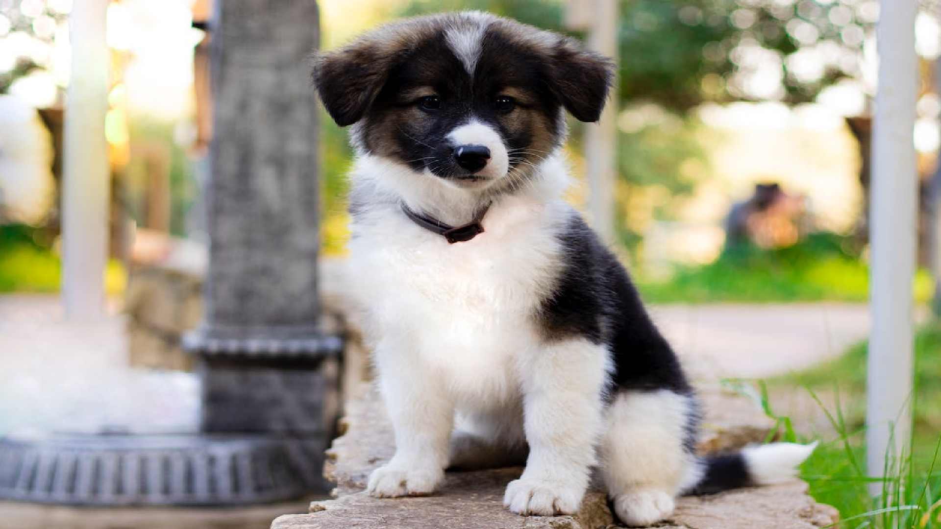 200+ Border Collie Names | Names Cluster