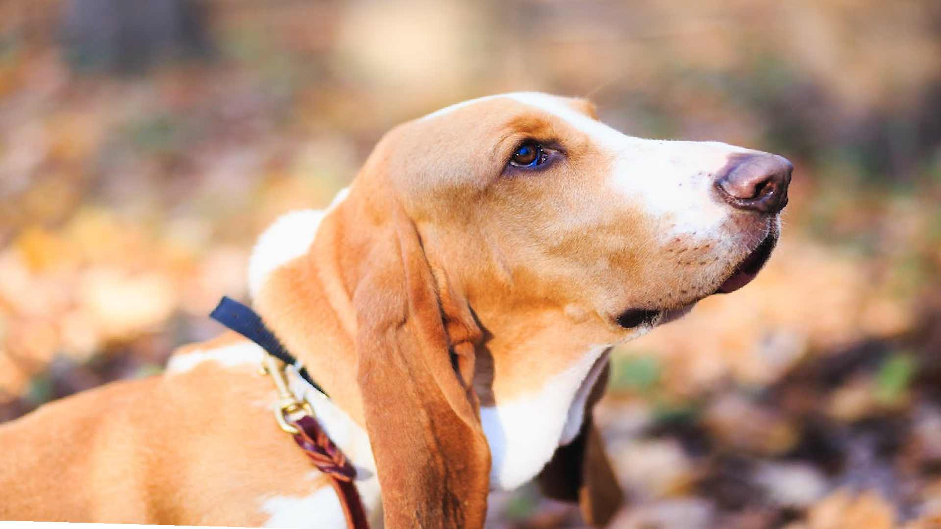 300+ Unique and Creative Ideas for Basset Hound Names