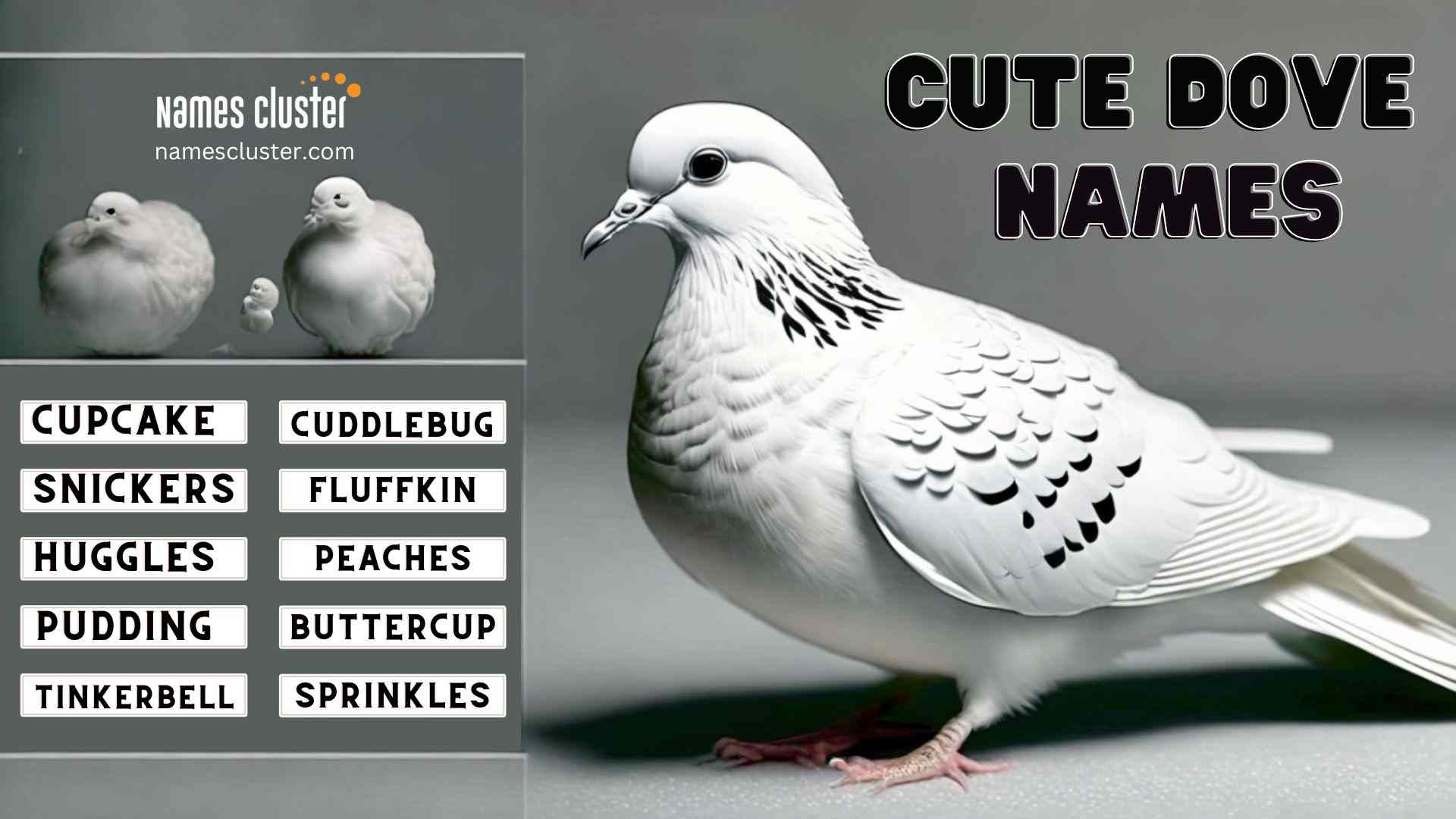 100 Best And Amazing Dove Names For Your Furry Friend 100 Best And Amazing Dove Names For Your Furry Friend