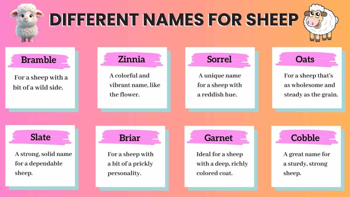 200+ Best Male Female Funny and Clever Sheep Names
