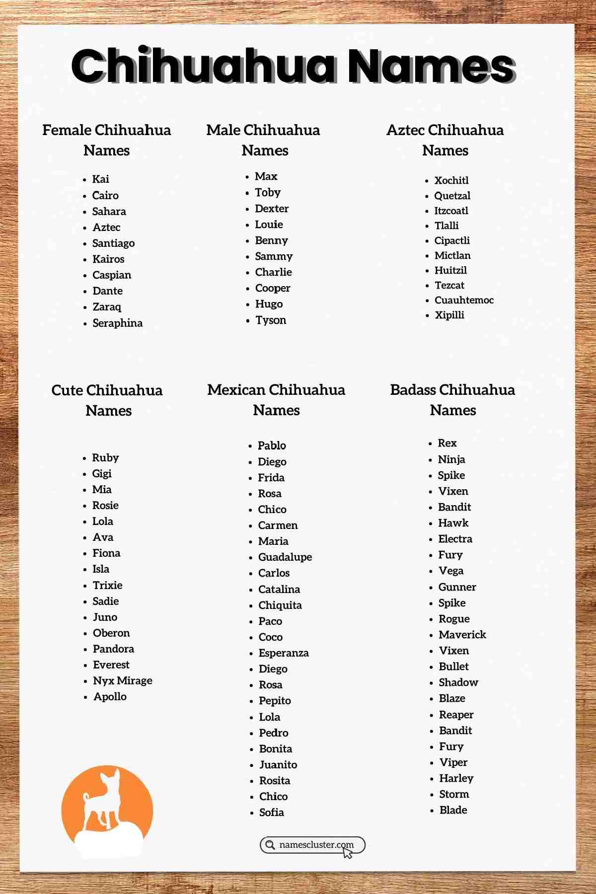 120+ Cool Unique Male and Female Chihuahua Names