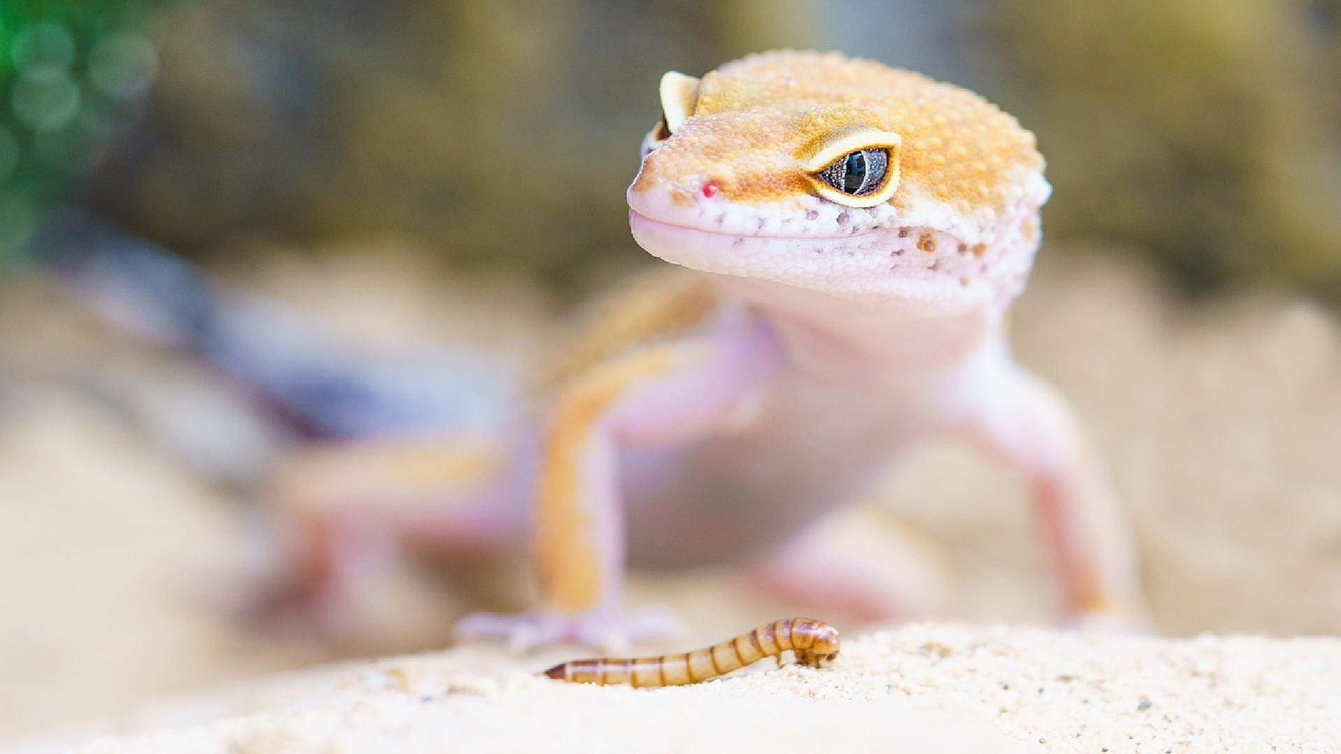 100+ Fantastic Lizard Names for Your Cute Pet