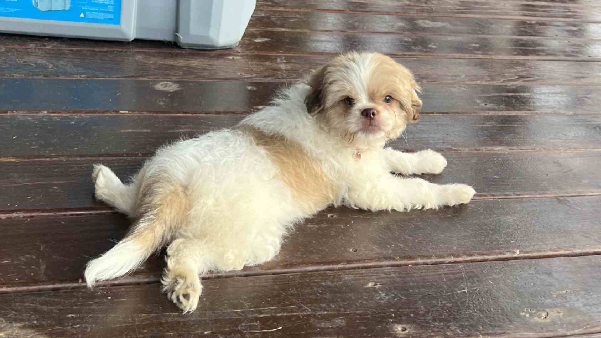 350+Unique And Best Shih Tzu Names 350+Unique And Best Shih Tzu Names