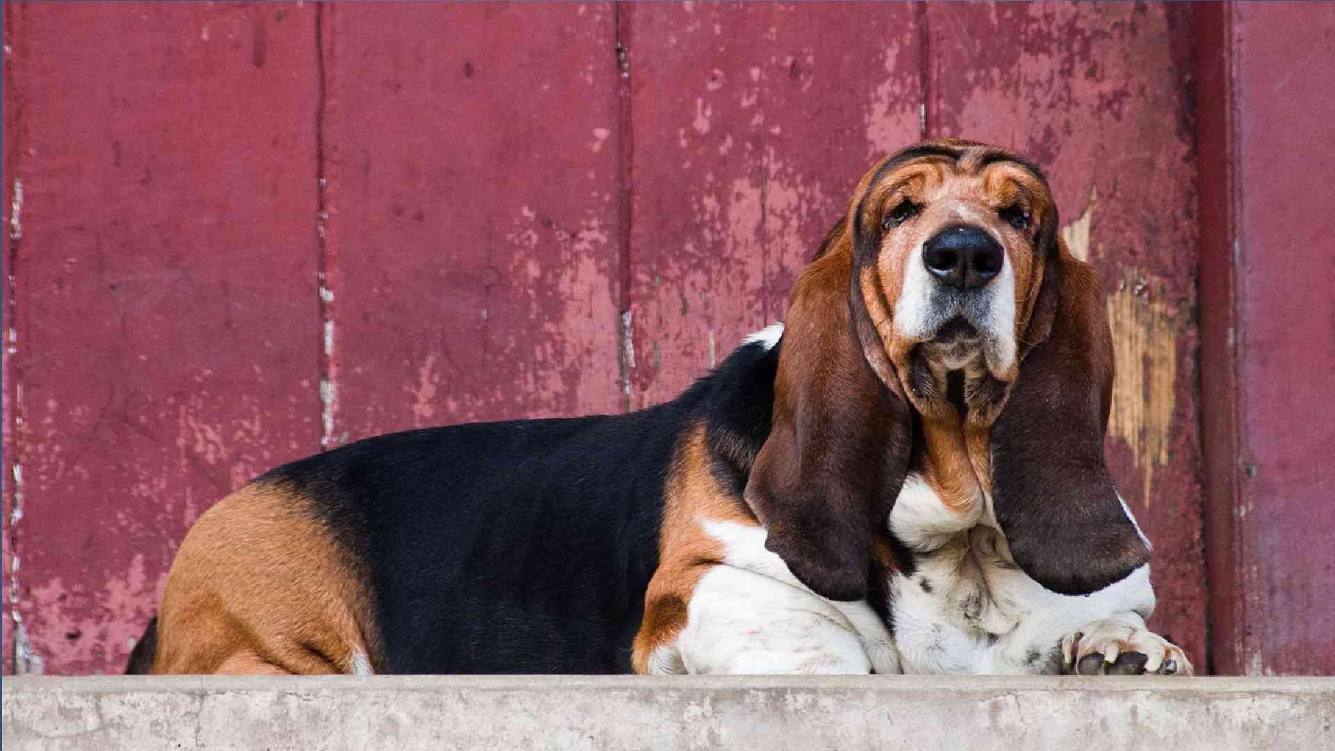 300+ Unique and Creative Ideas for Basset Hound Names