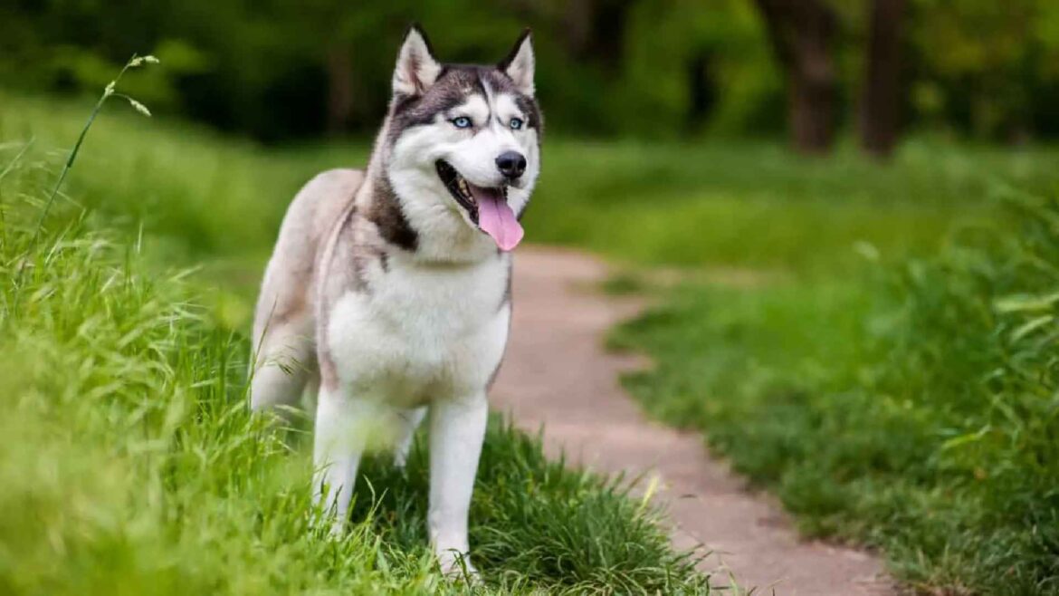 283+ Best And Creative Siberian Husky Names