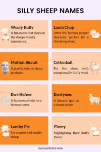 200+ Best Male Female Funny and Clever Sheep Names